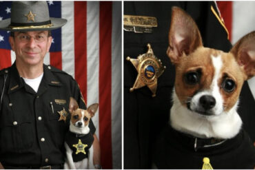 Sheriff and his longtime K9 partner die within hours of each other ...