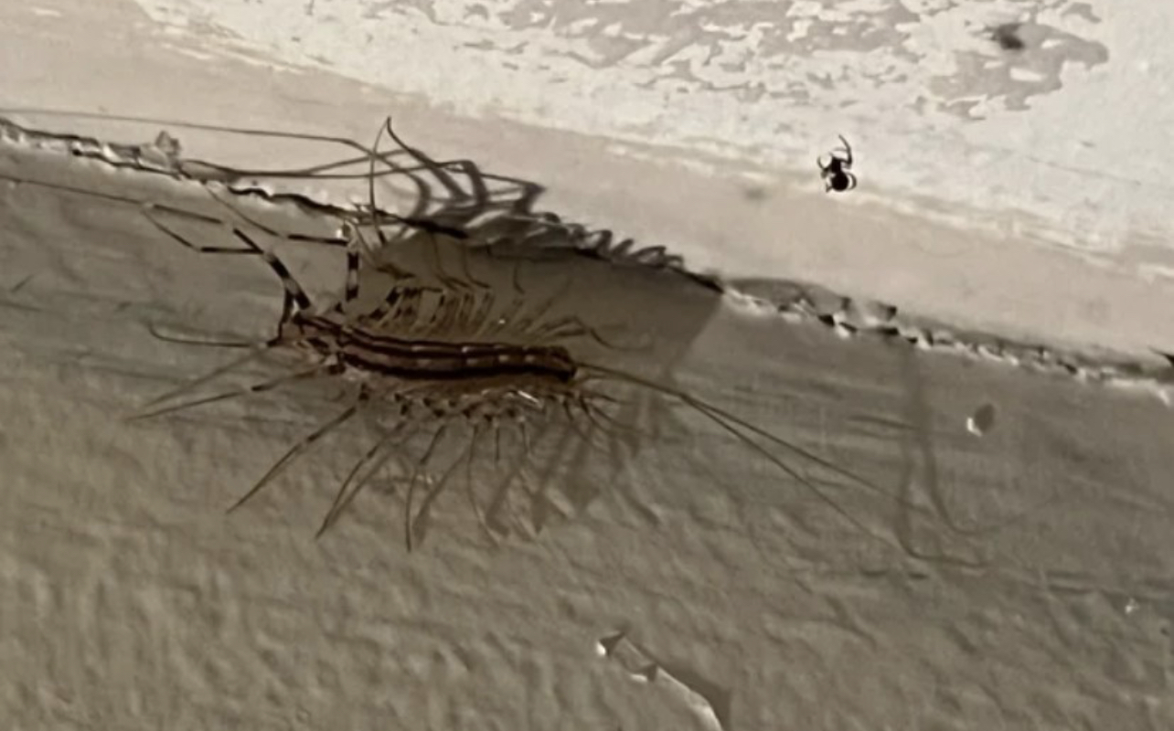 Why you should never kill a house centipede if you find one inside your ... Why you should never kill a house centipede if you find one inside your ...
